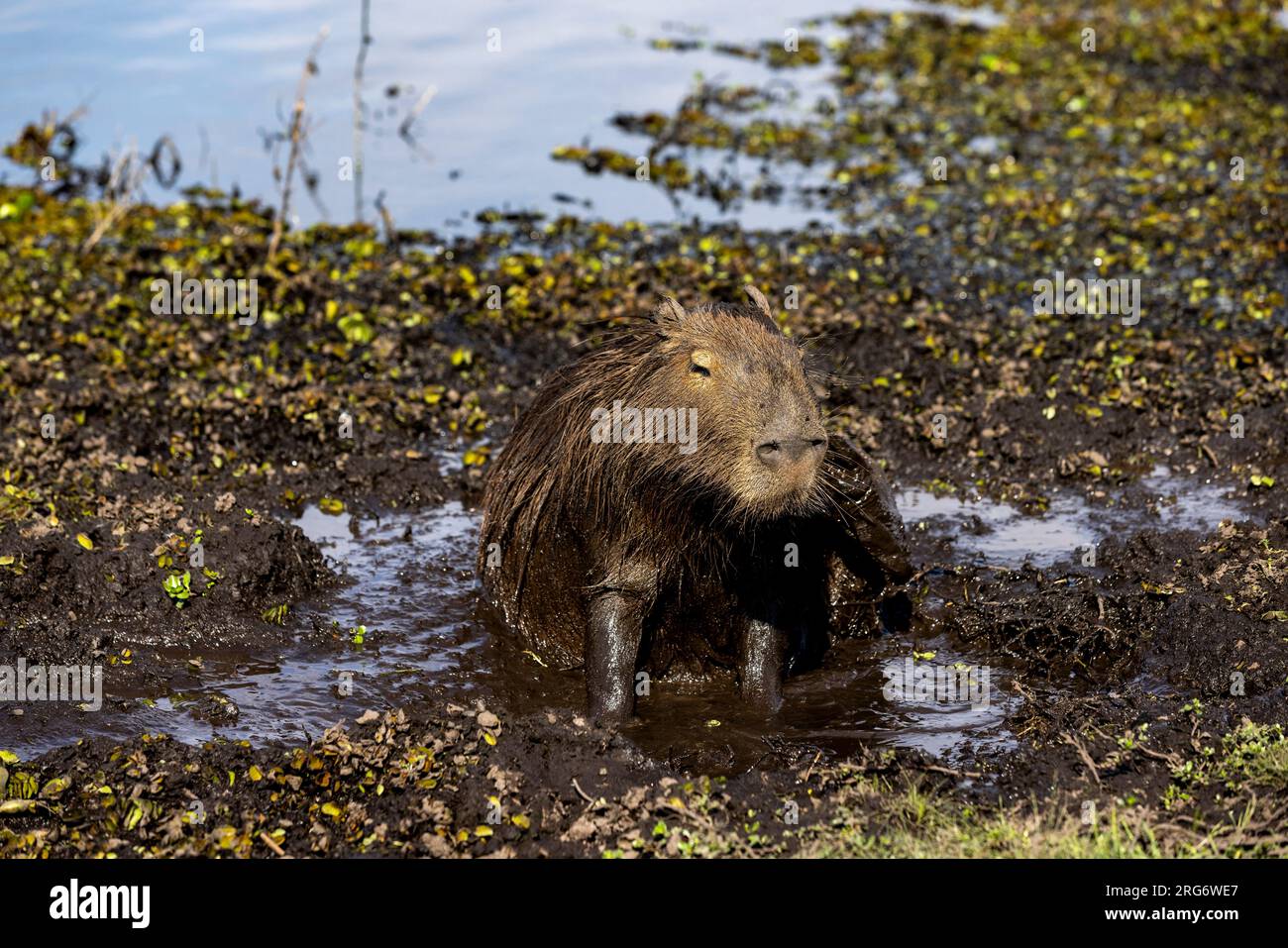 Observing a capybara in its natural habitat, the Esteros del Ibera, a ...