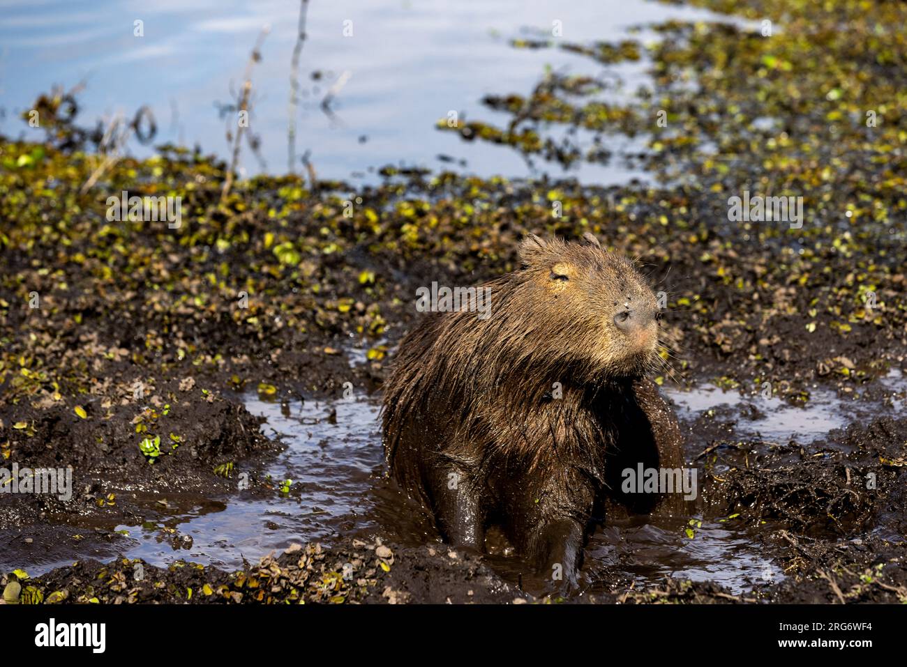 Observing a capybara in its natural habitat, the Esteros del Ibera, a ...