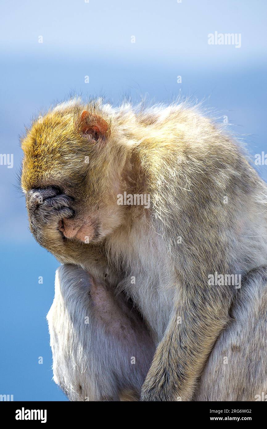 Gibraltar Monkey face palm Stock Photo - Alamy