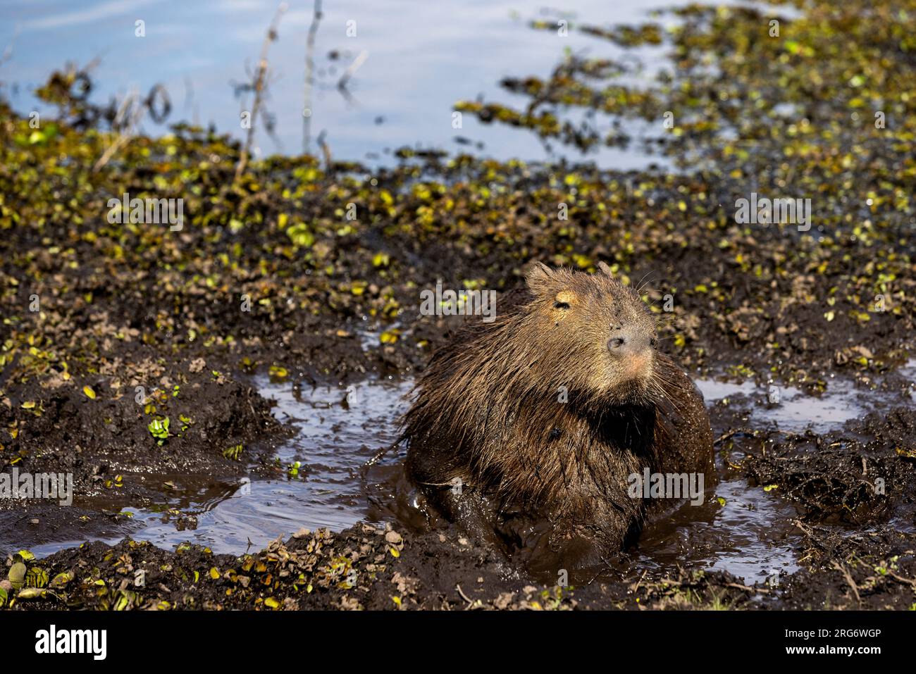 Observing a capybara in its natural habitat, the Esteros del Ibera, a ...