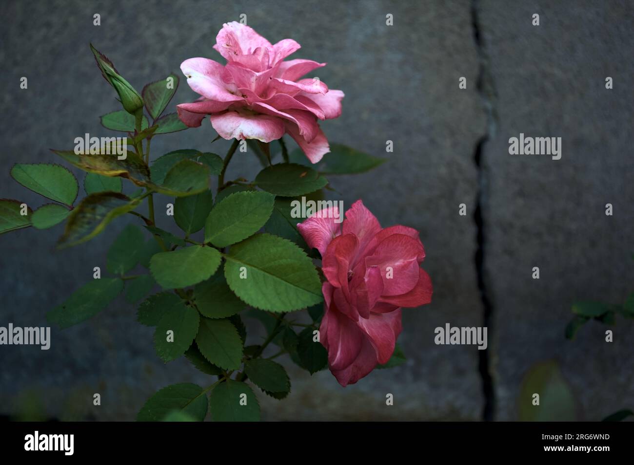 Two pink miniature roses in bloom seen up close Stock Photo - Alamy