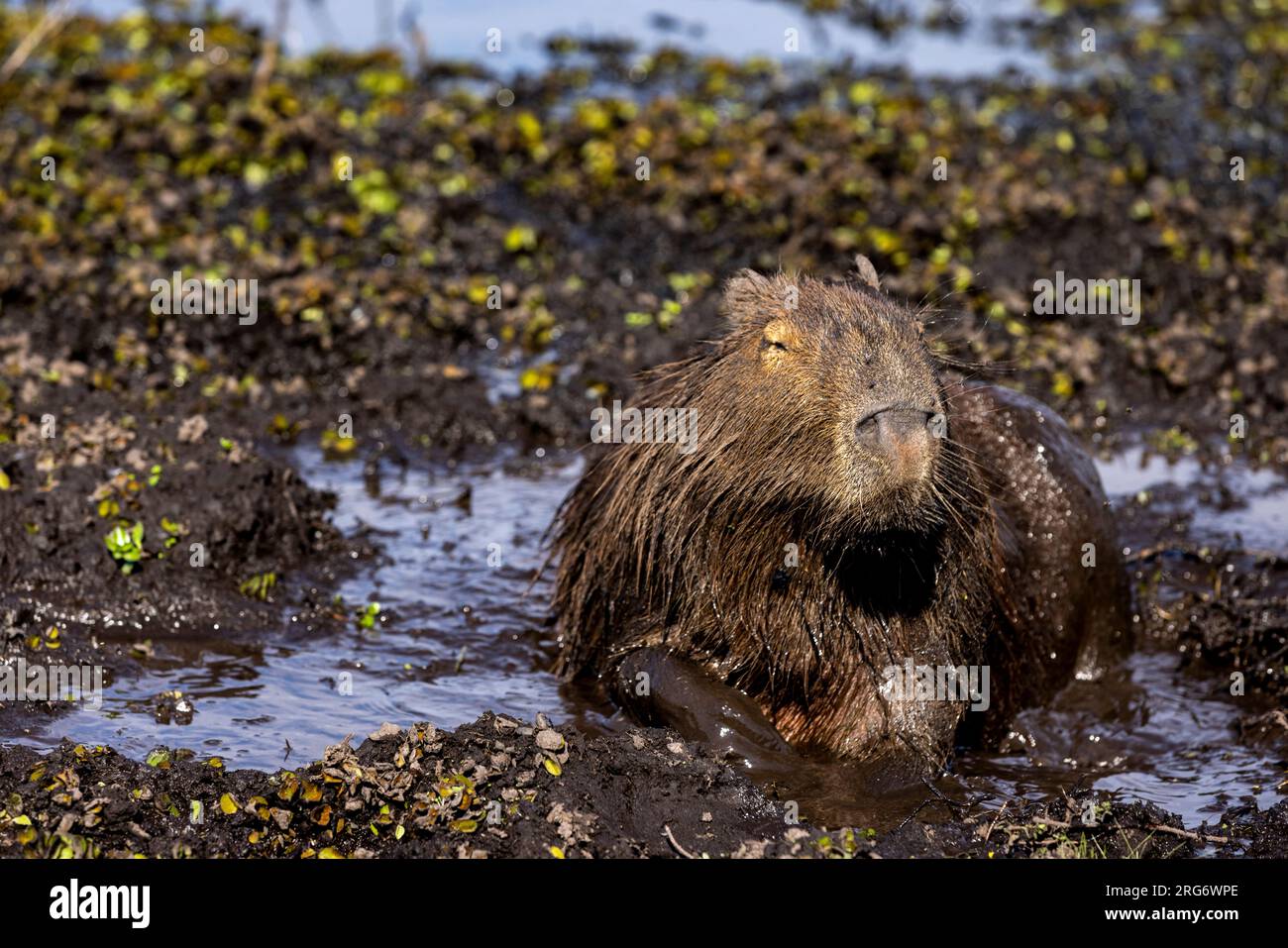 Observing a capybara in its natural habitat, the Esteros del Ibera, a ...