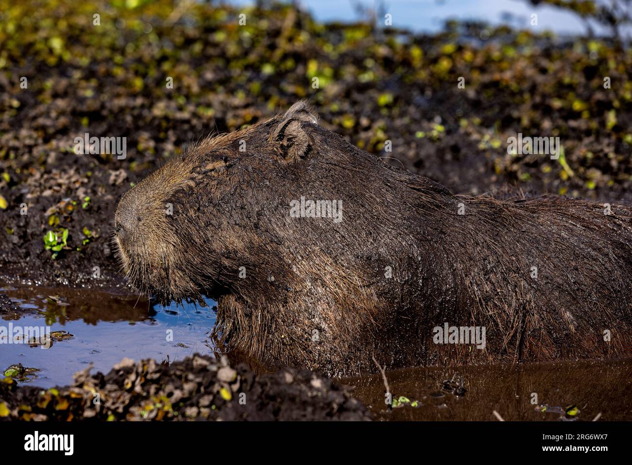 Observing a capybara in its natural habitat, the Esteros del Ibera, a ...