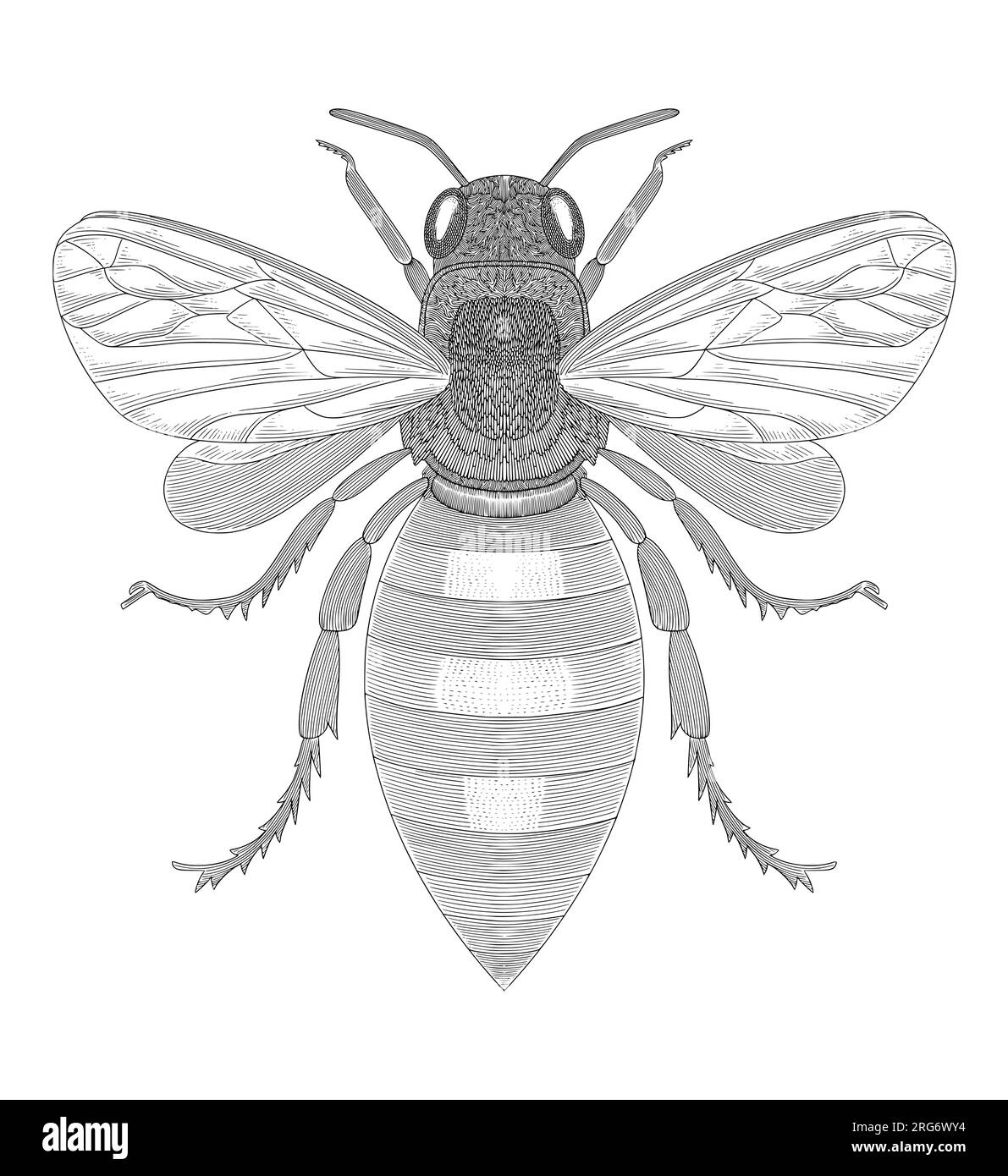 Vintage Bee Drawing Bee Vintage Logo Concept Black And White Color
