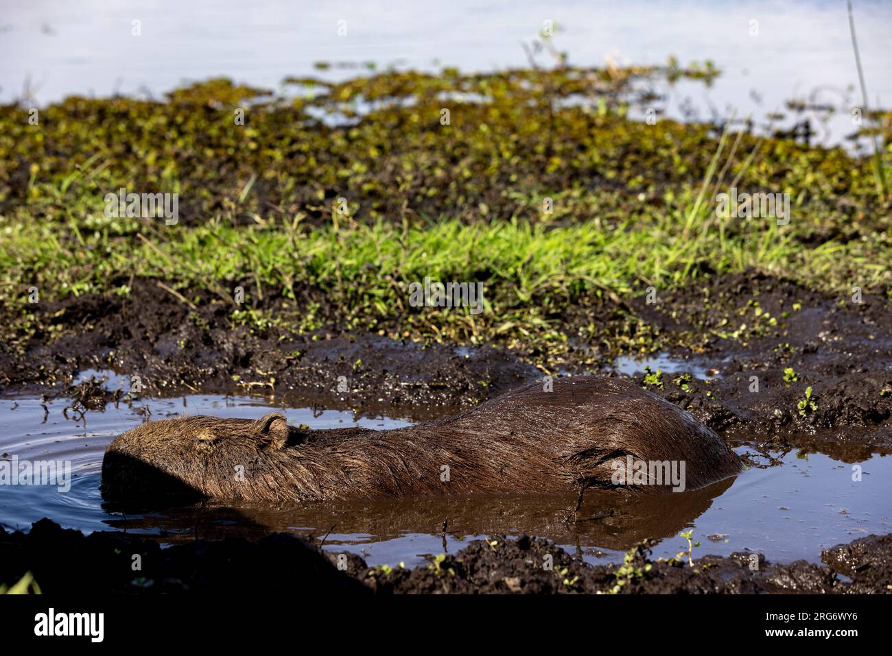 Observing a capybara in its natural habitat, the Esteros del Ibera, a ...