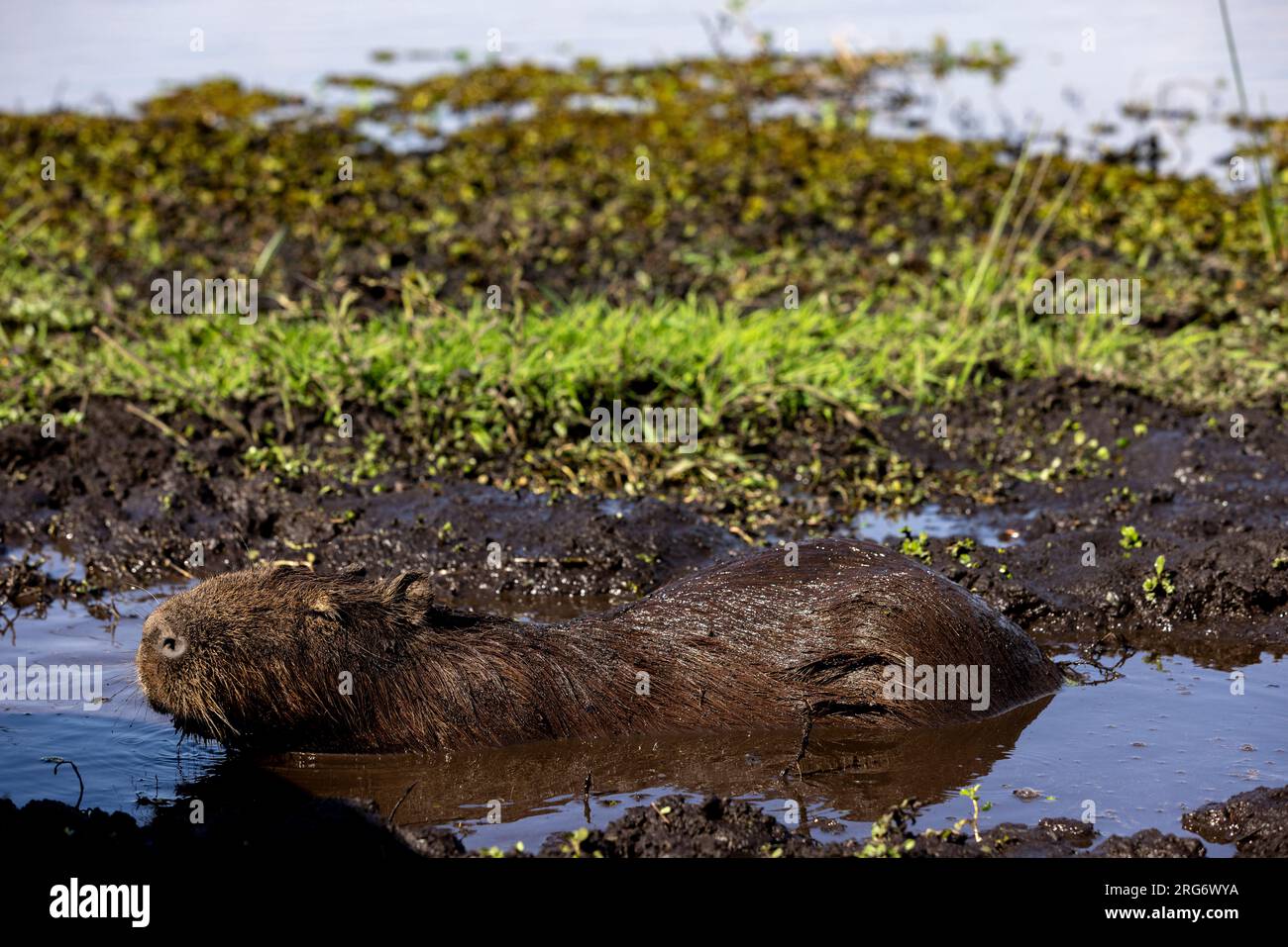 Observing a capybara in its natural habitat, the Esteros del Ibera, a ...