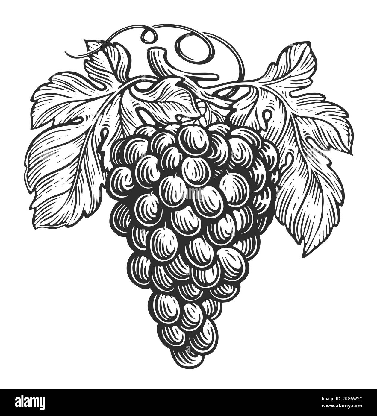 Grapes Handout at Phoebe Reddall blog