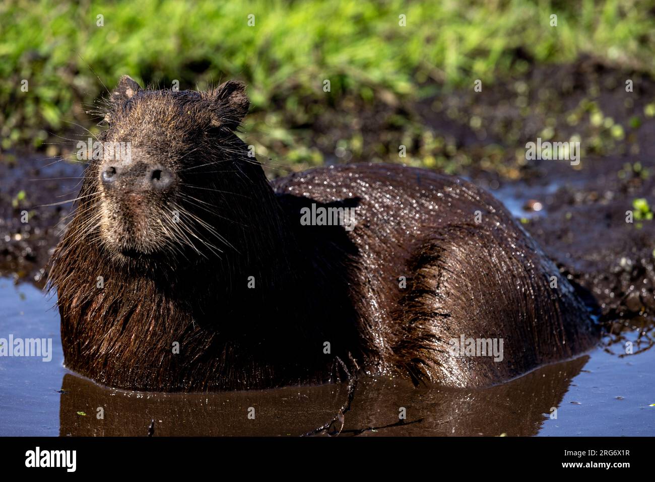 Observing a capybara in its natural habitat, the Esteros del Ibera, a ...