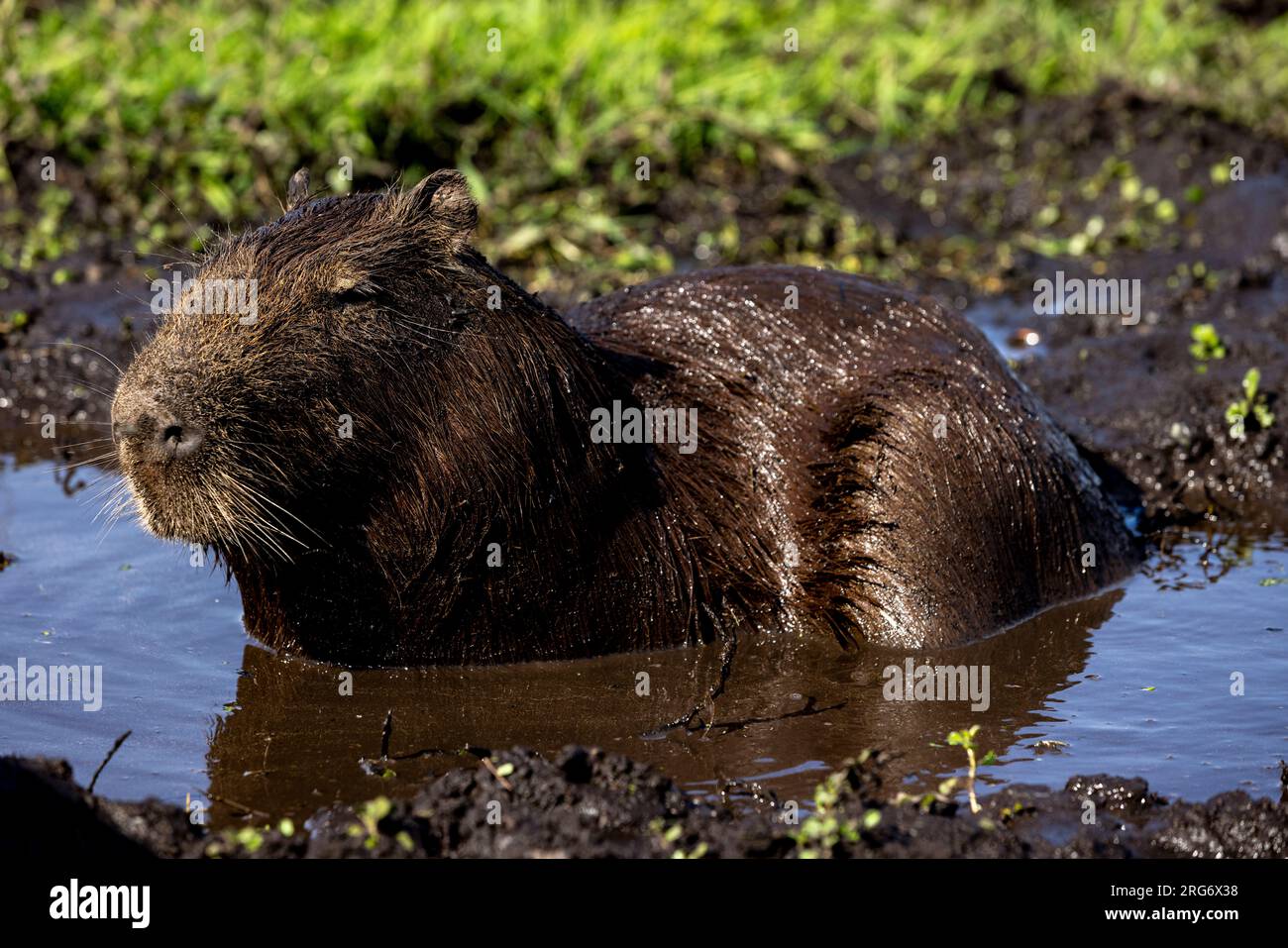Observing a capybara in its natural habitat, the Esteros del Ibera, a ...