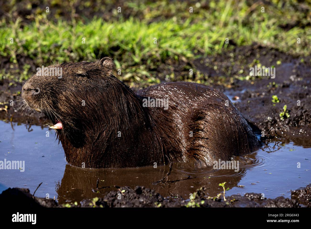 Observing a capybara in its natural habitat, the Esteros del Ibera, a ...