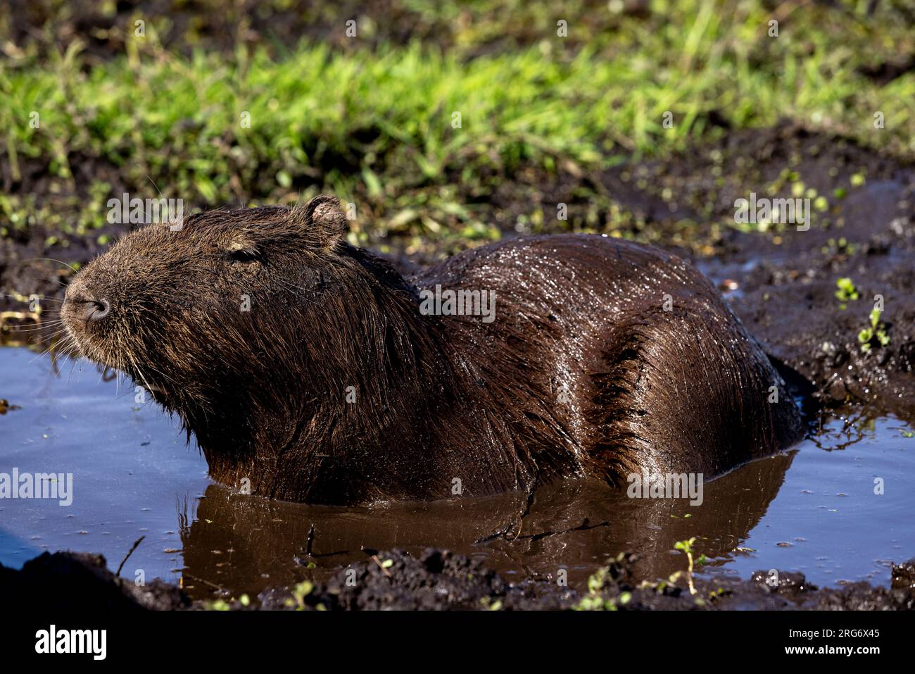 Observing a capybara in its natural habitat, the Esteros del Ibera, a ...