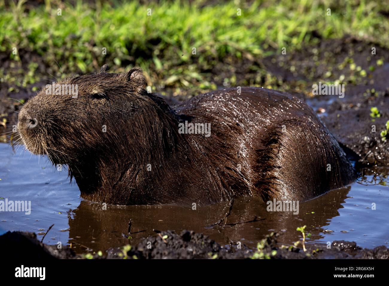 Observing a capybara in its natural habitat, the Esteros del Ibera, a ...