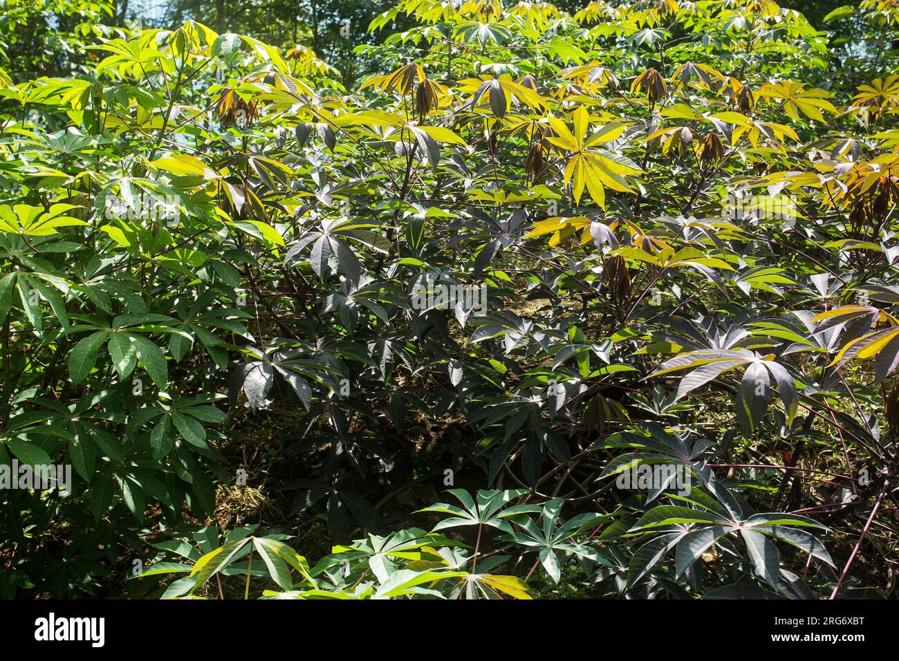 Manihot esculenta - Cassava plantation, tapioca cultivation in the ...