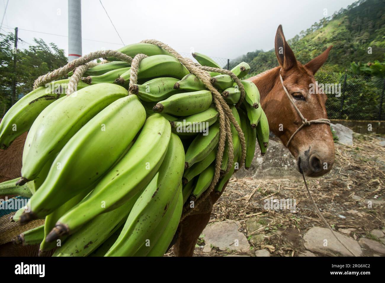 Bunches of green bananas on the back of a mule - Colombian agricultural ...