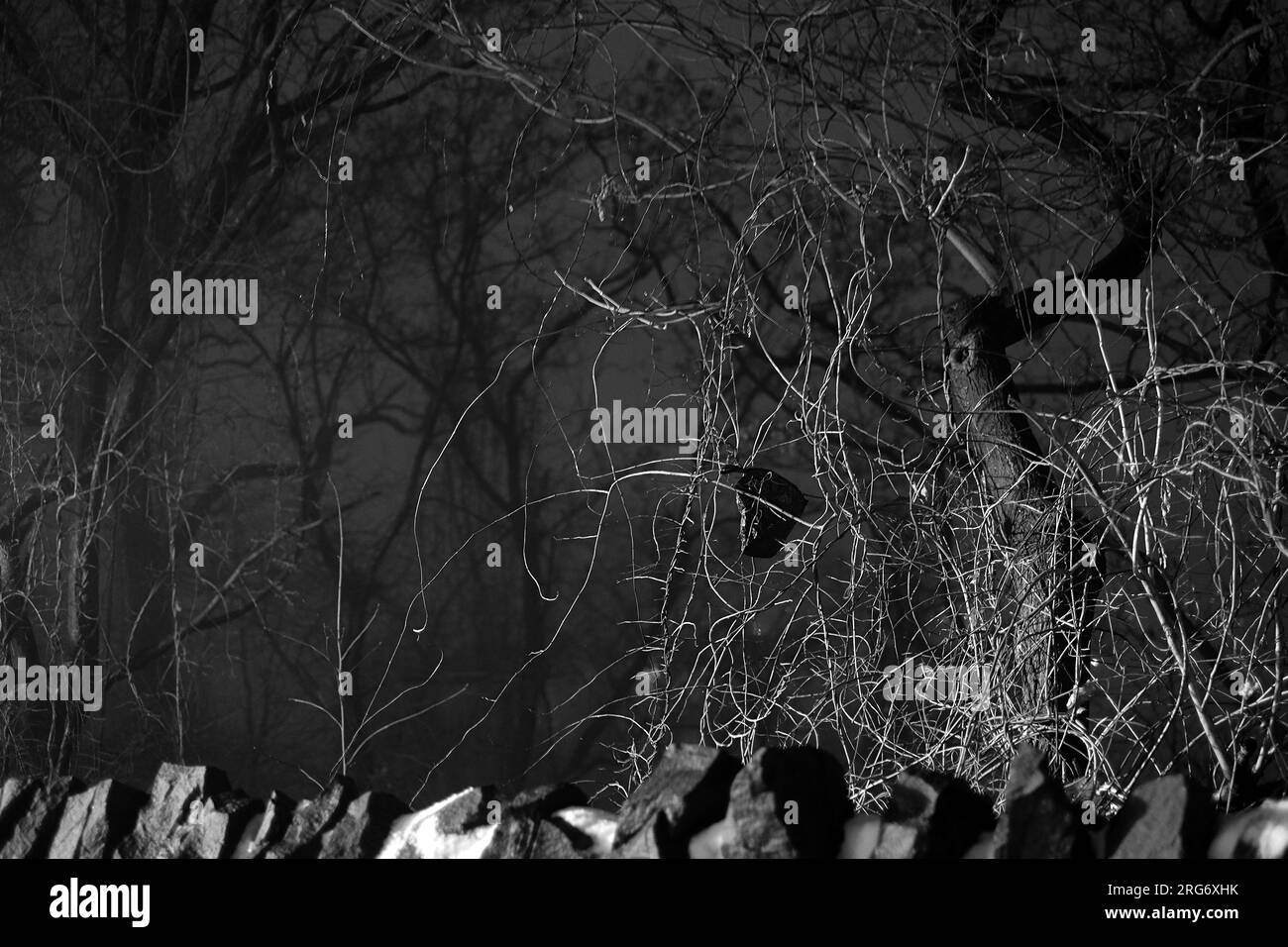 artsy intimate up-close look at nature life with sunrises and sunsets ...