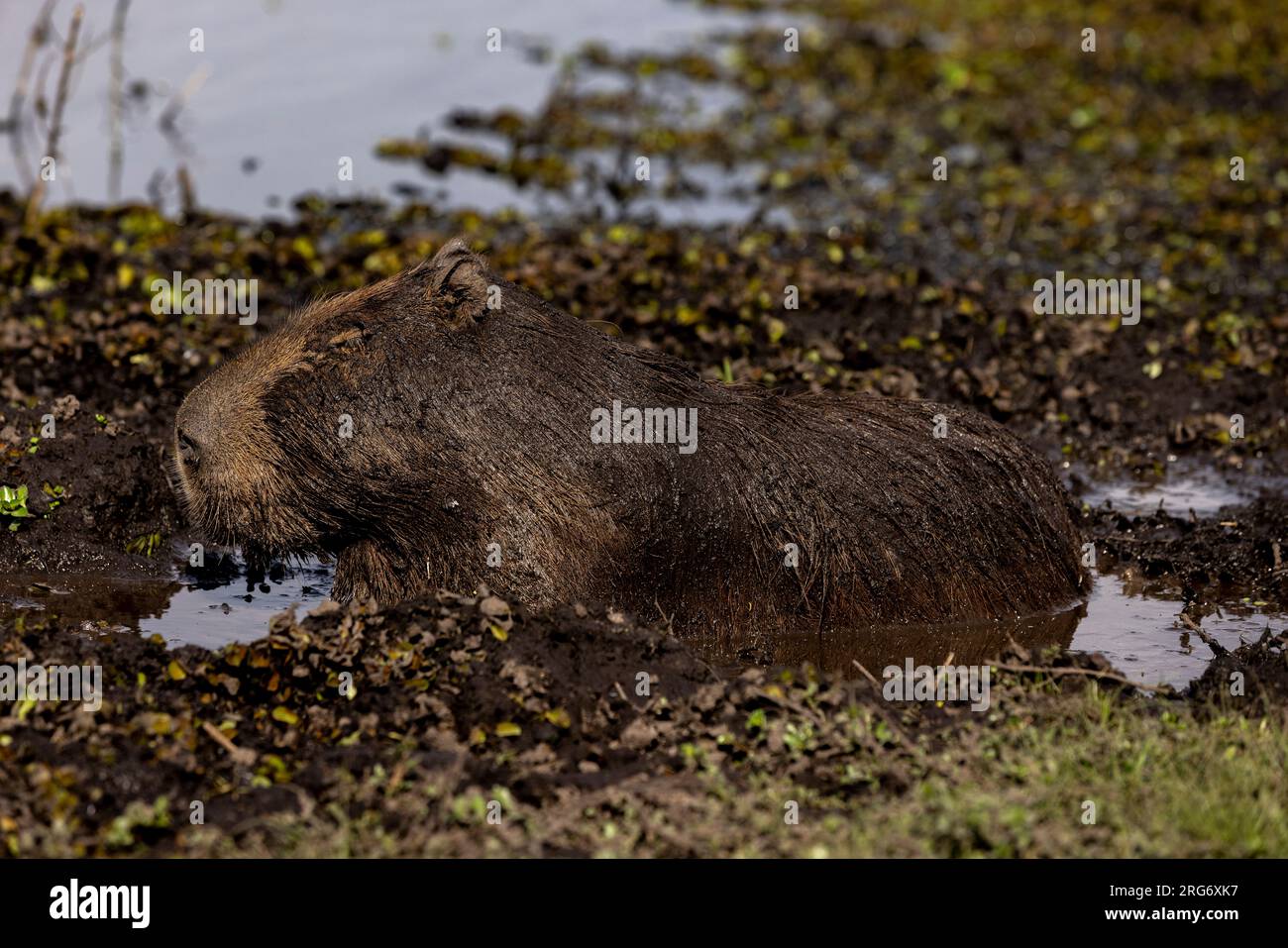 Observing a capybara in its natural habitat, the Esteros del Ibera, a ...