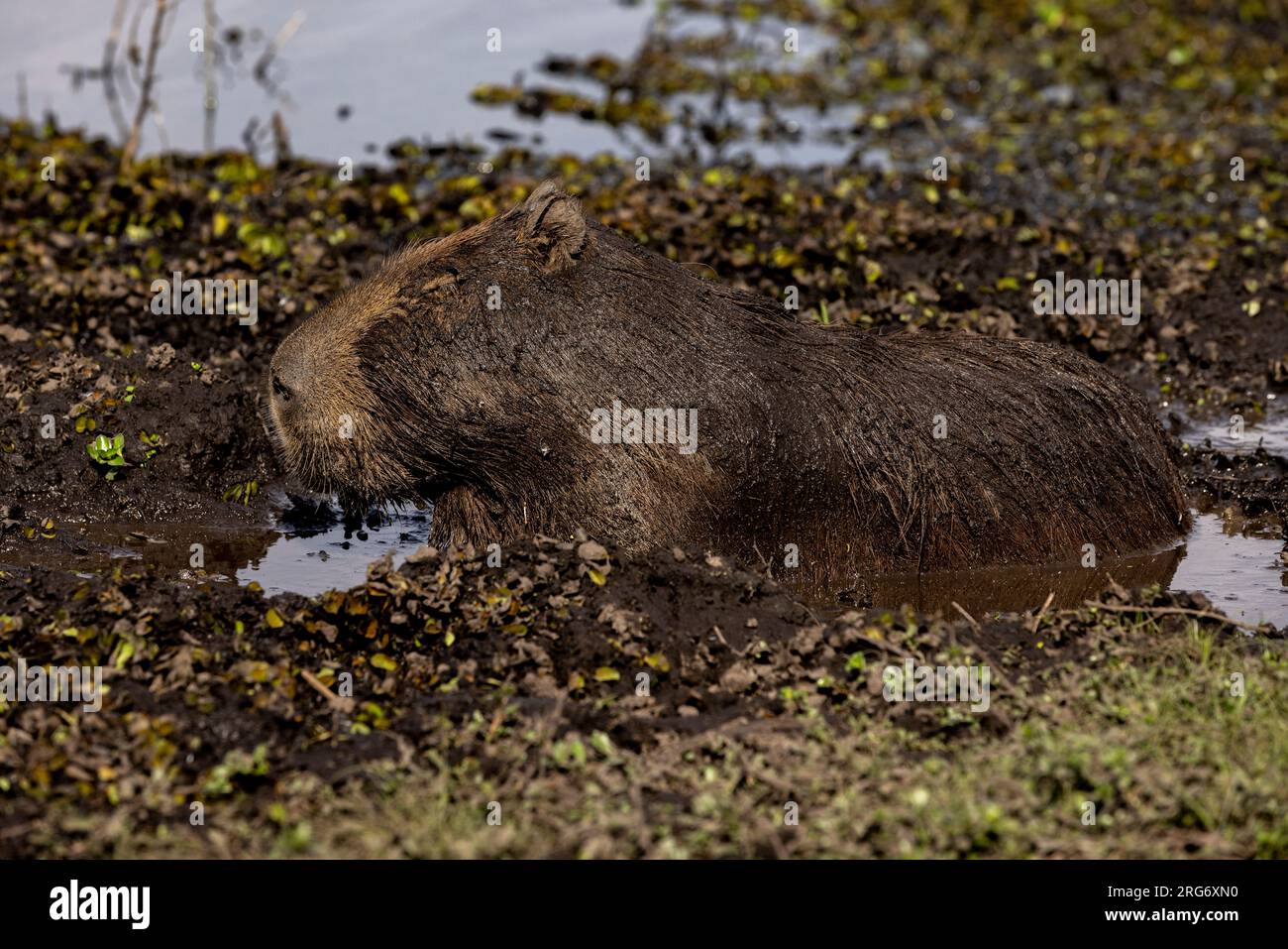 Observing a capybara in its natural habitat, the Esteros del Ibera, a ...