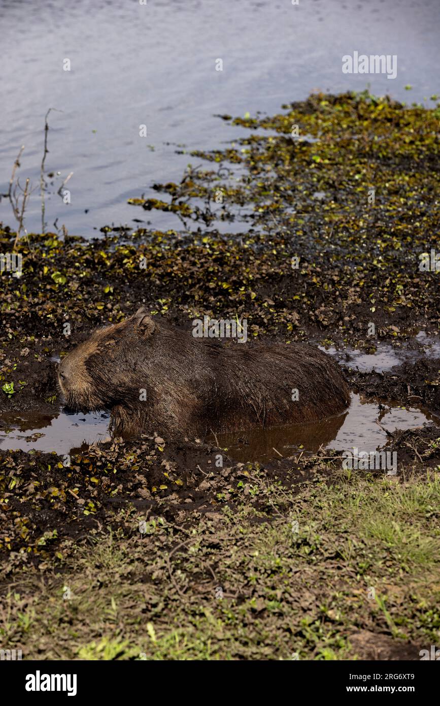 Observing a capybara in its natural habitat, the Esteros del Ibera, a ...