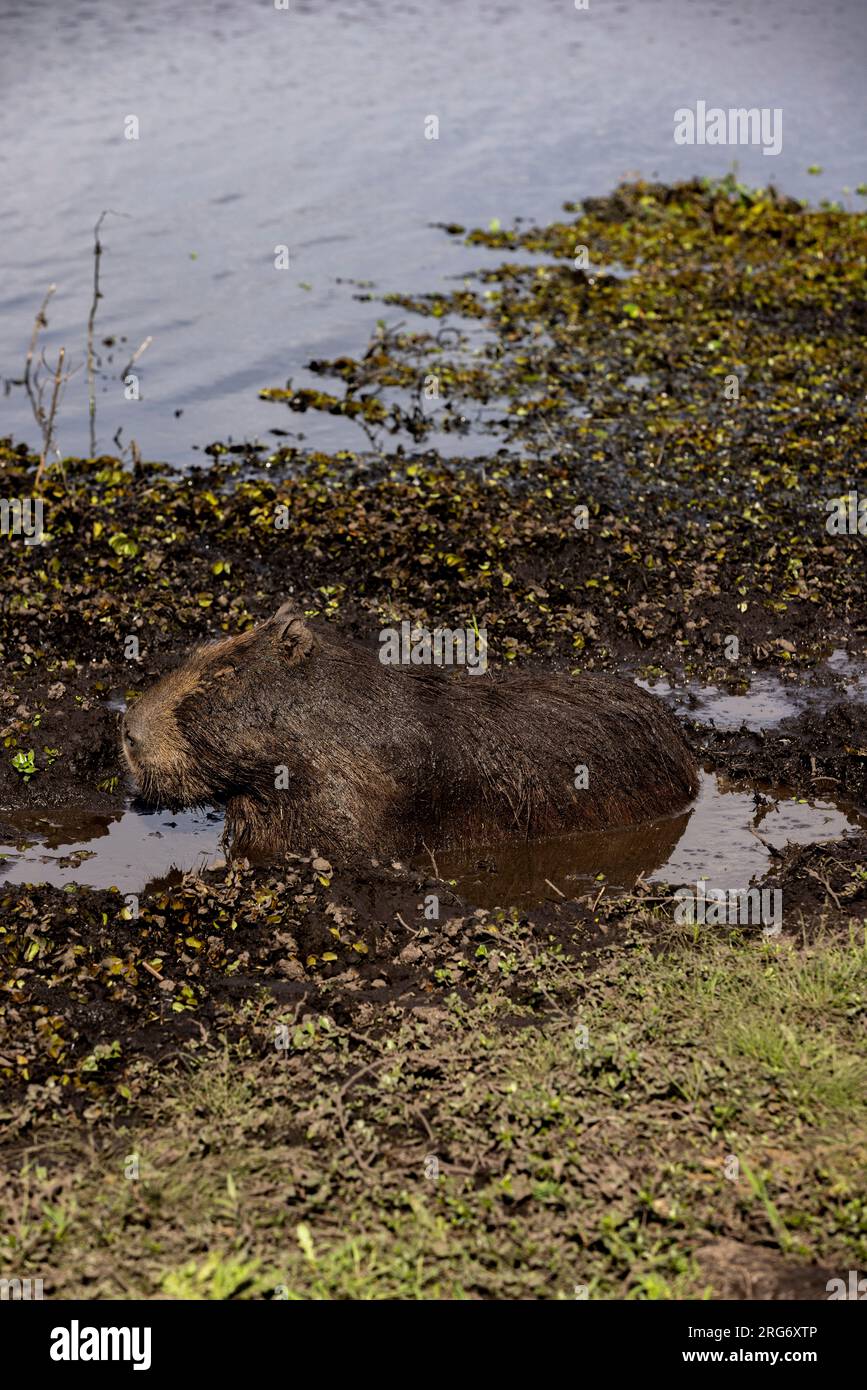 Observing a capybara in its natural habitat, the Esteros del Ibera, a ...