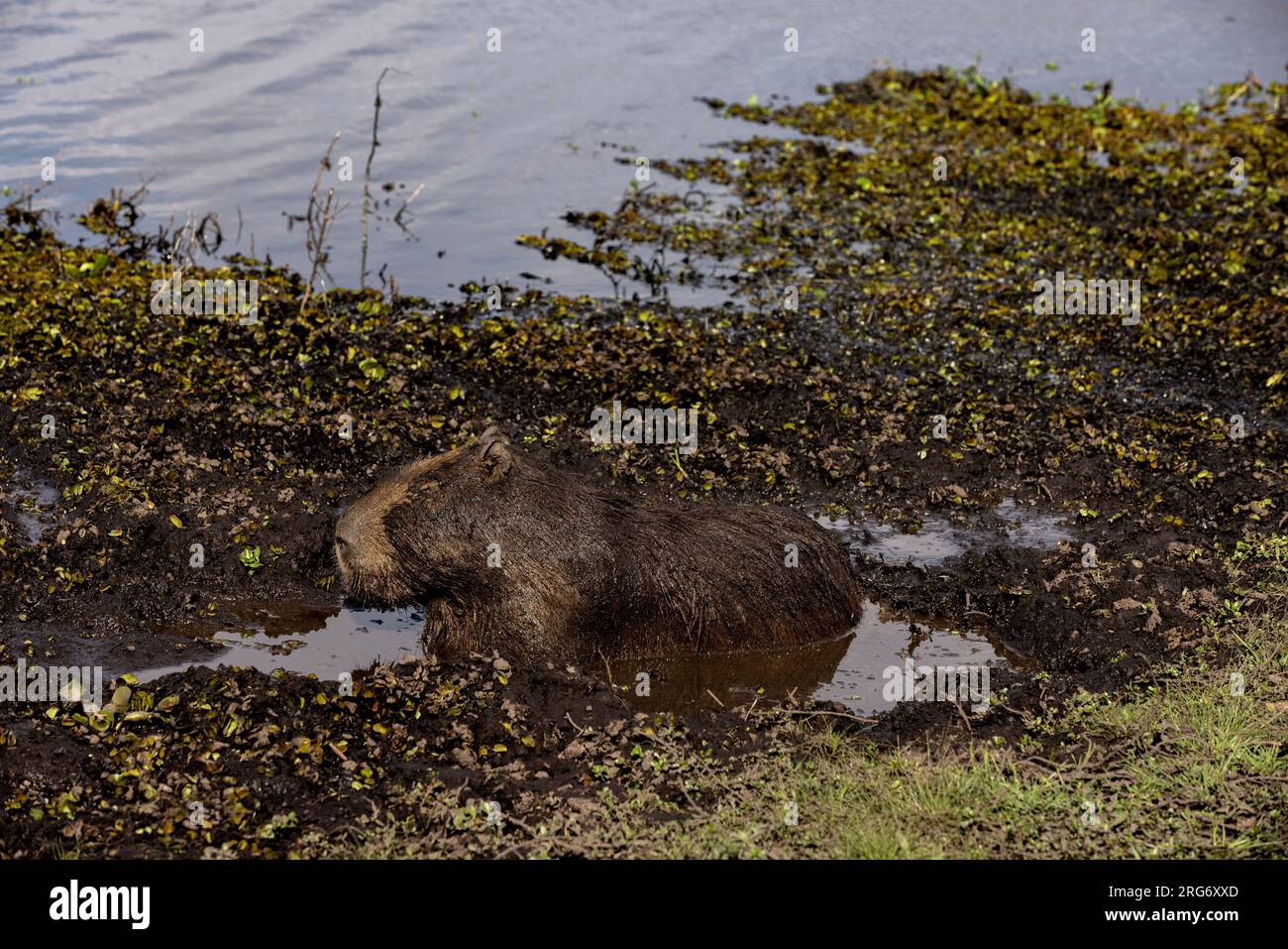 Observing a capybara in its natural habitat, the Esteros del Ibera, a ...