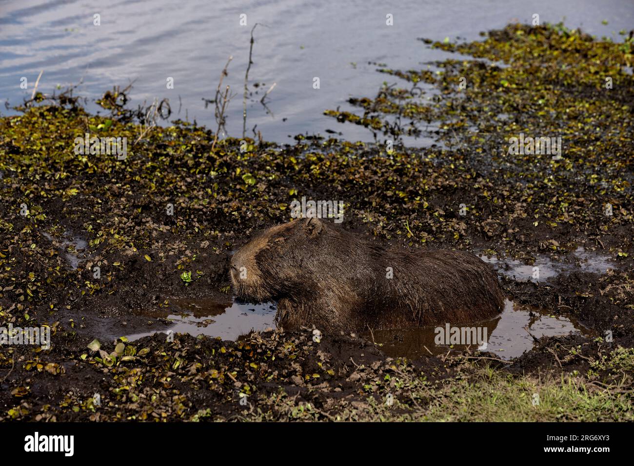 Observing a capybara in its natural habitat, the Esteros del Ibera, a ...