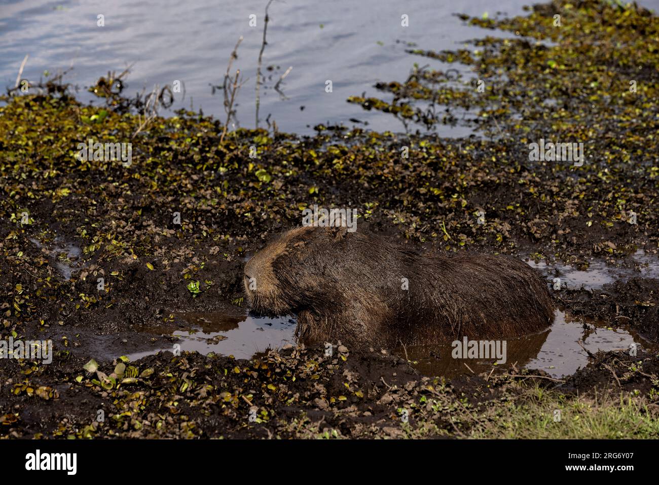 Observing a capybara in its natural habitat, the Esteros del Ibera, a ...