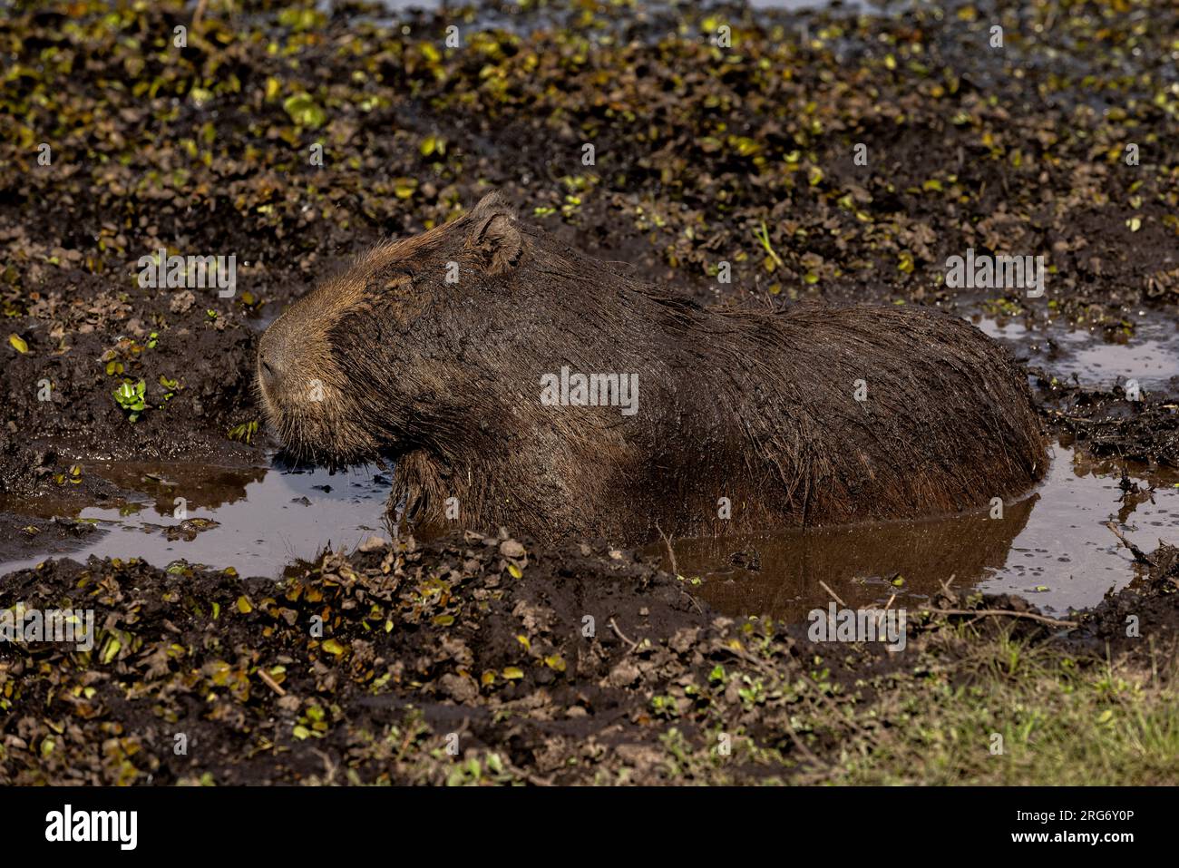 Observing a capybara in its natural habitat, the Esteros del Ibera, a ...