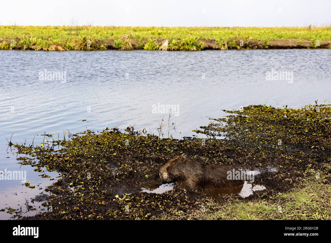 Observing a capybara in its natural habitat, the Esteros del Ibera, a ...