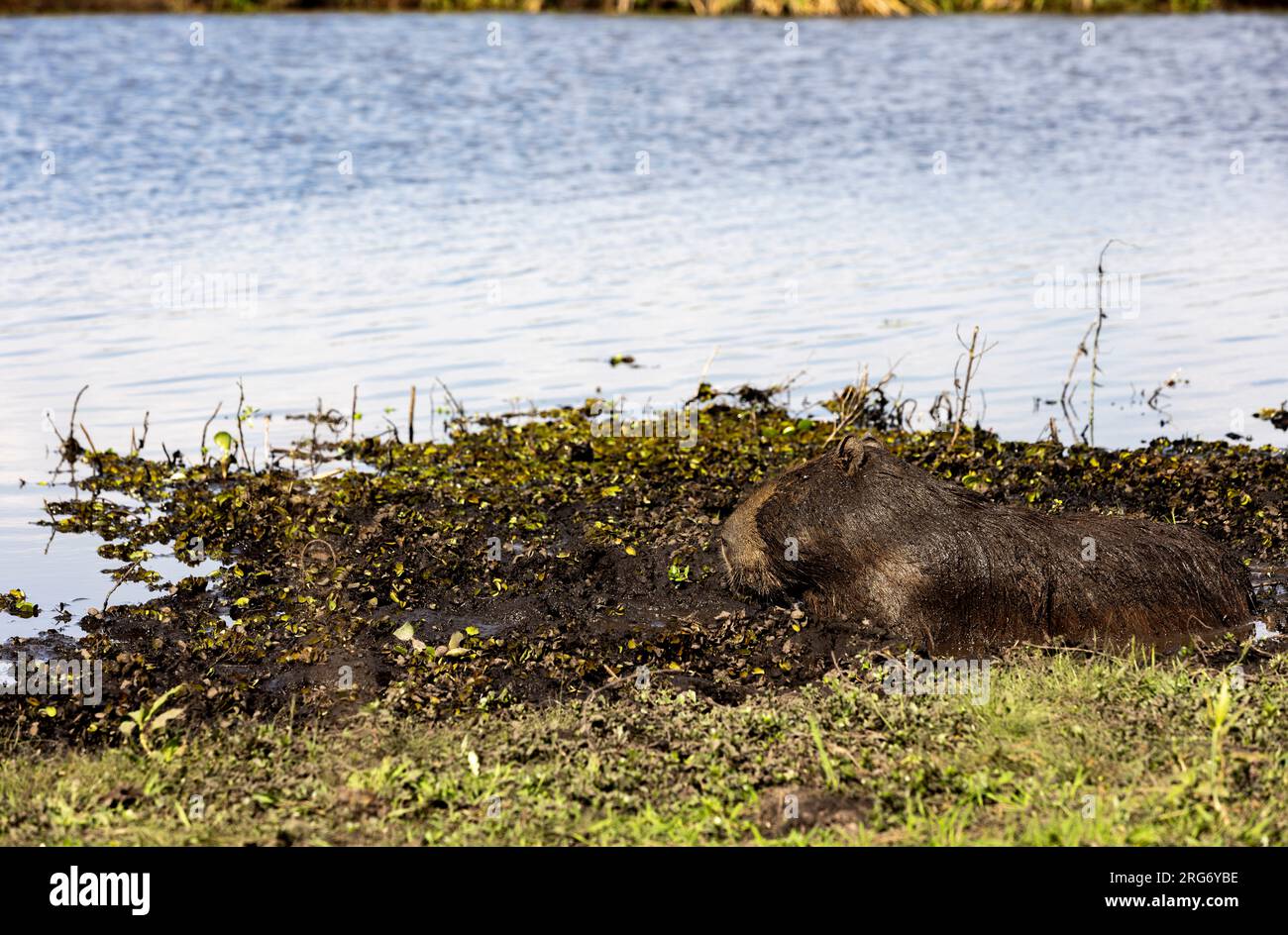 Observing a capybara in its natural habitat, the Esteros del Ibera, a ...
