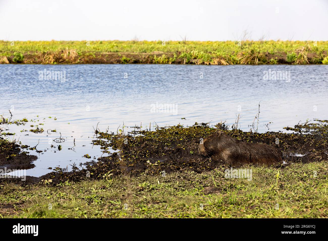 Observing a capybara in its natural habitat, the Esteros del Ibera, a ...