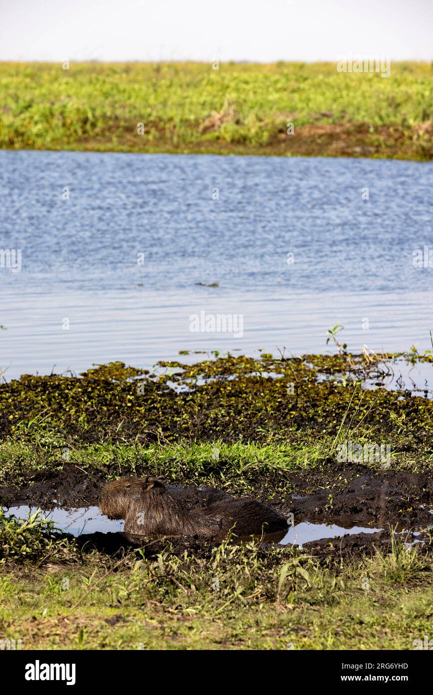 Observing a capybara in its natural habitat, the Esteros del Ibera, a ...