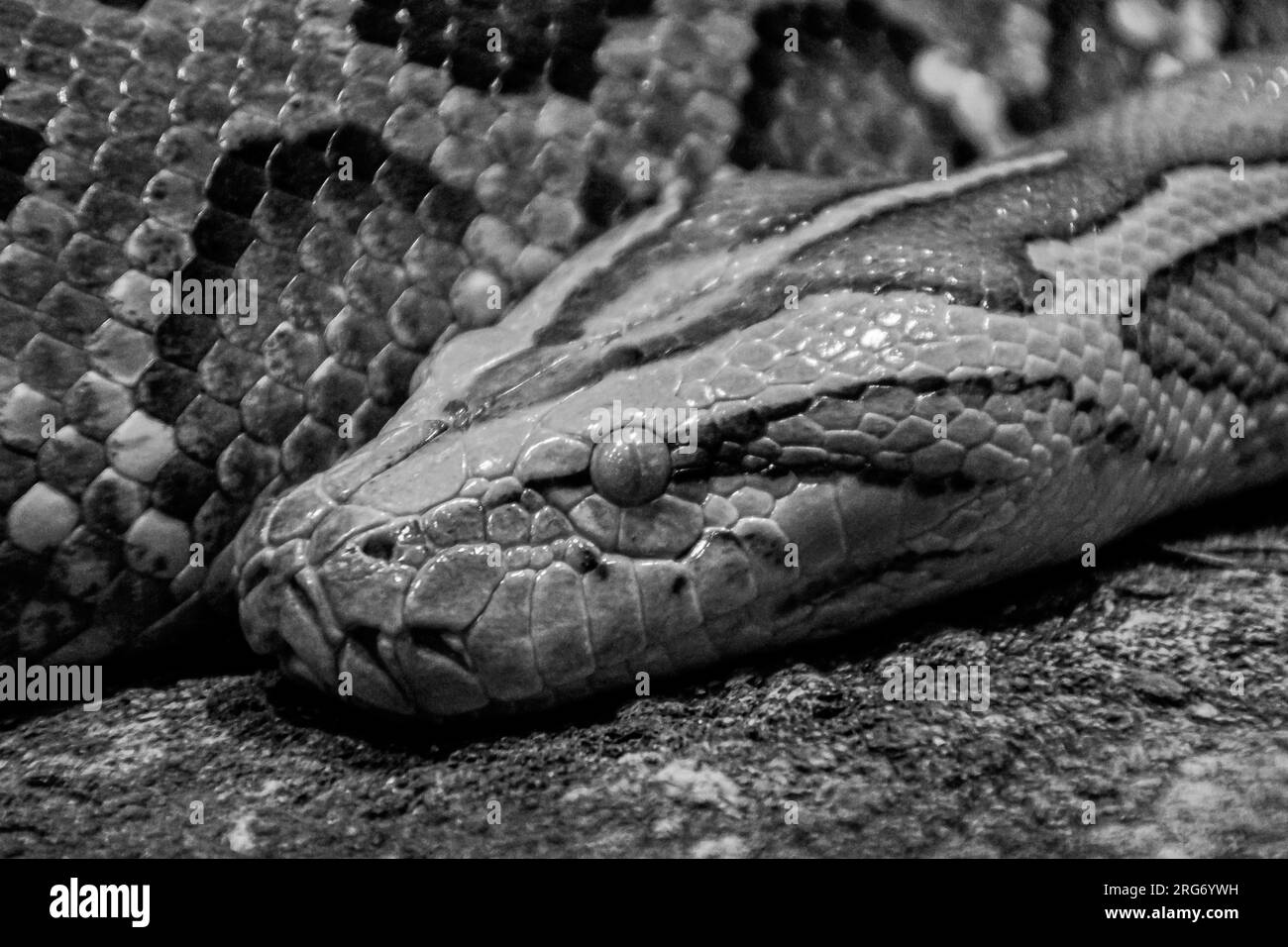 Close up of a snake in black and white Stock Photo - Alamy