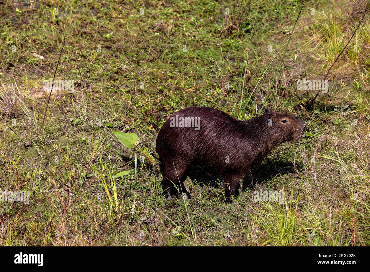 Observing a capybara in its natural habitat, the Esteros del Ibera, a ...