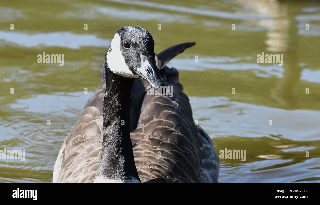 Portrait of a Canadian goose Stock Photo - Alamy