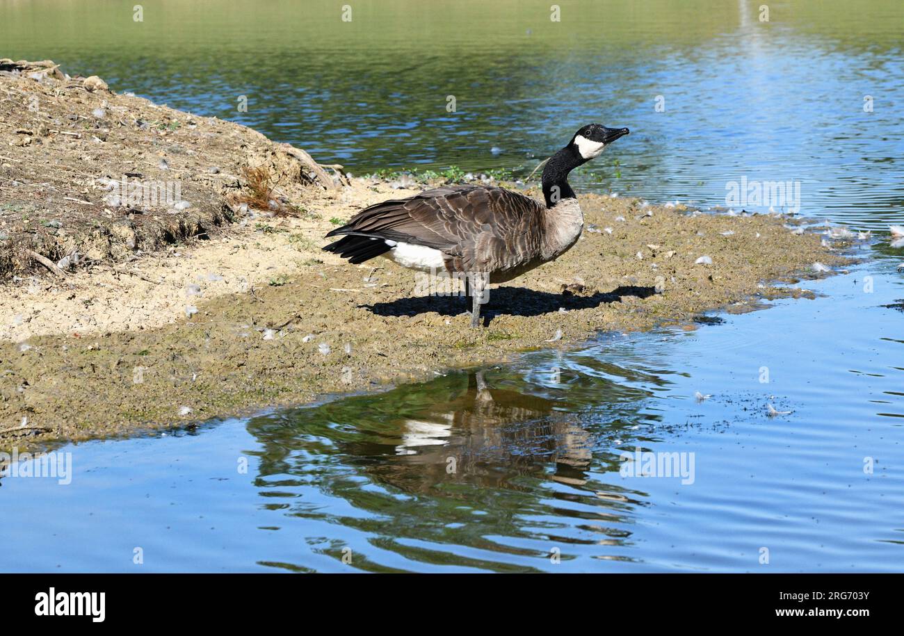 Webbed neck hi-res stock photography and images - Alamy