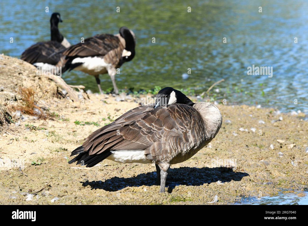 Goose formation hi-res stock photography and images - Alamy