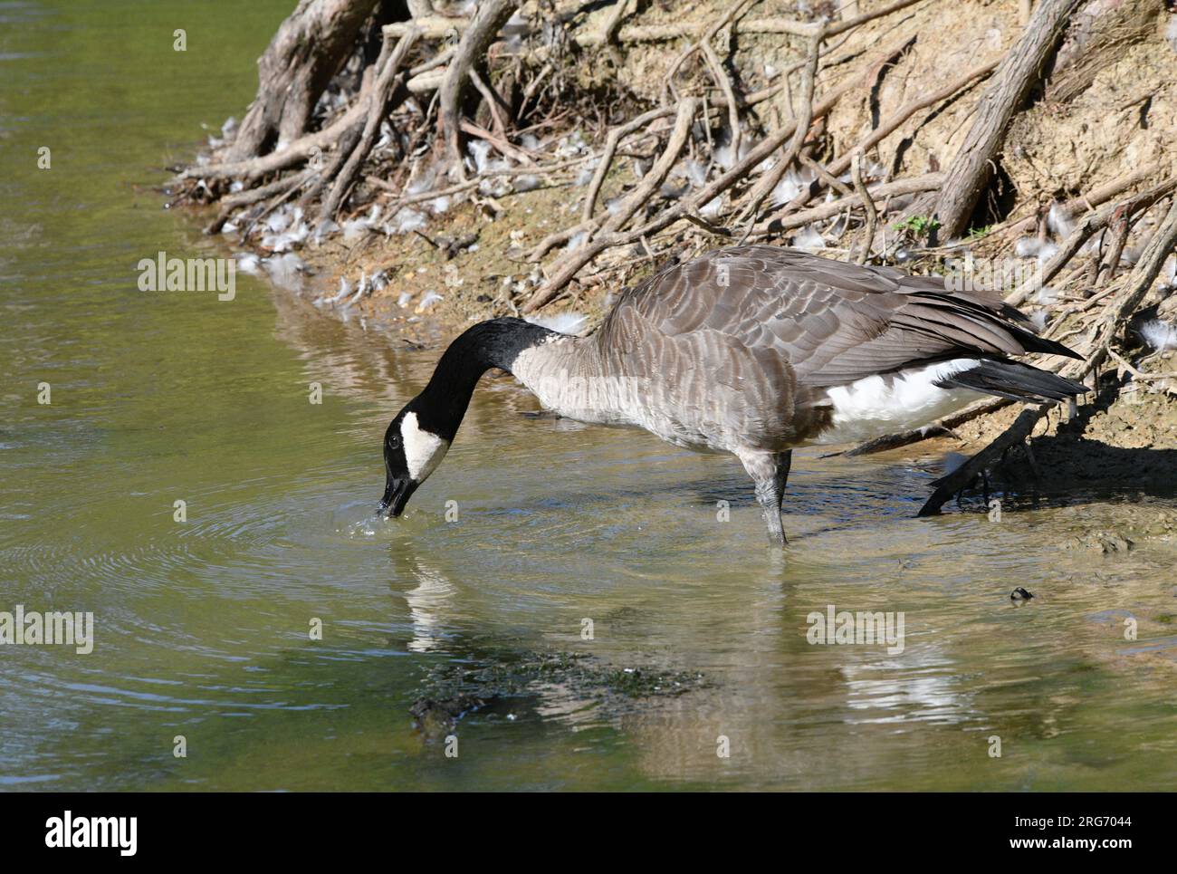 Canadian geese drinking Stock Photo - Alamy