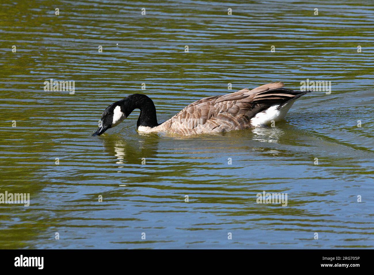 Webbed neck hi-res stock photography and images - Alamy