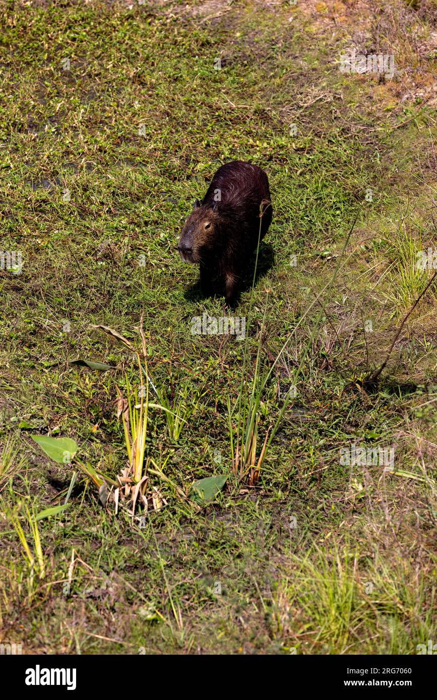 Observing a capybara in its natural habitat, the Esteros del Ibera, a ...