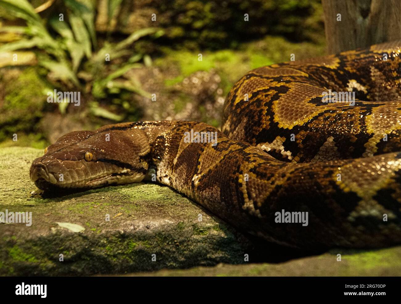 Wild brown snake laying on hi-res stock photography and images - Alamy