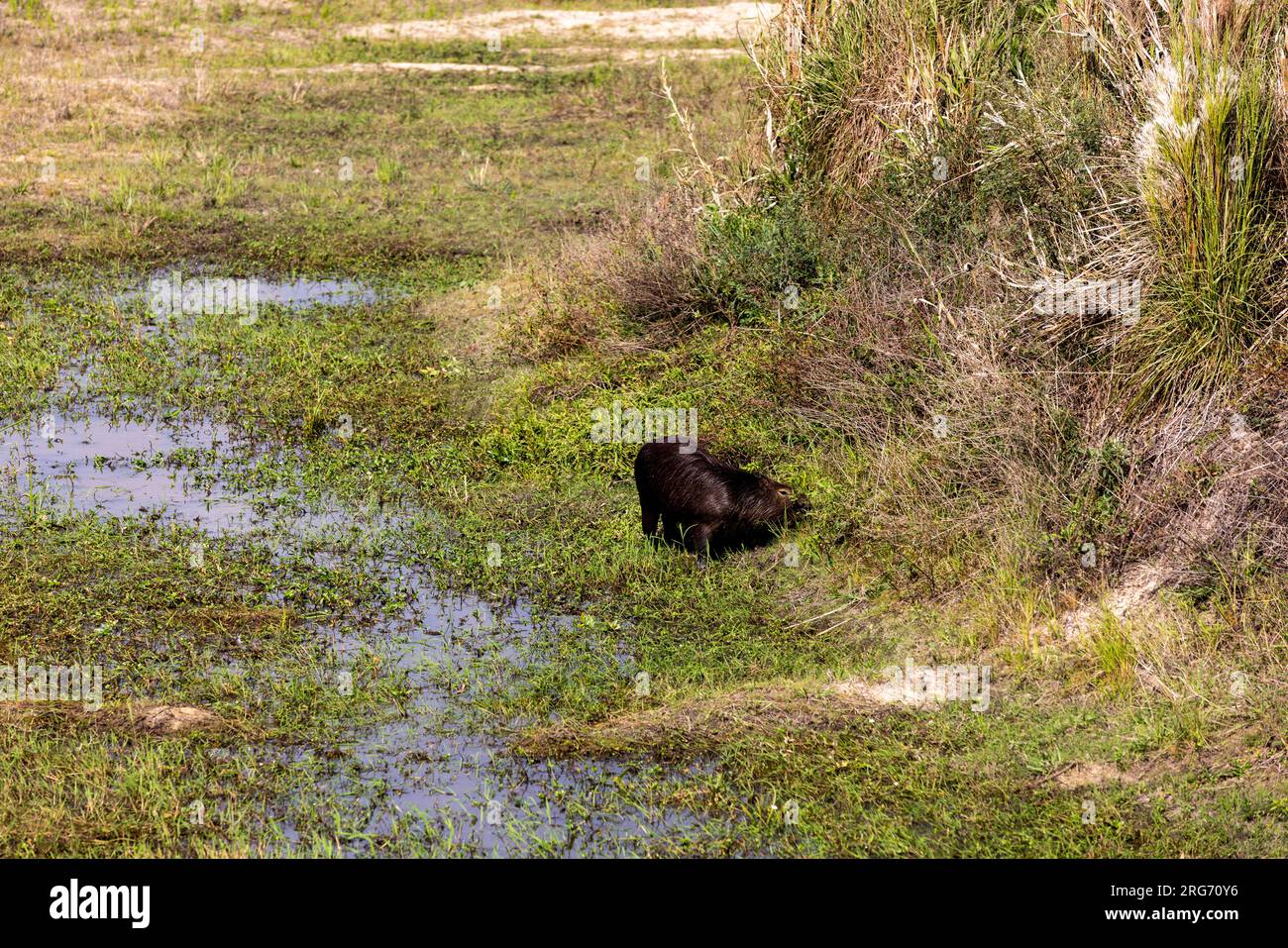 Observing a capybara in its natural habitat, the Esteros del Ibera, a ...