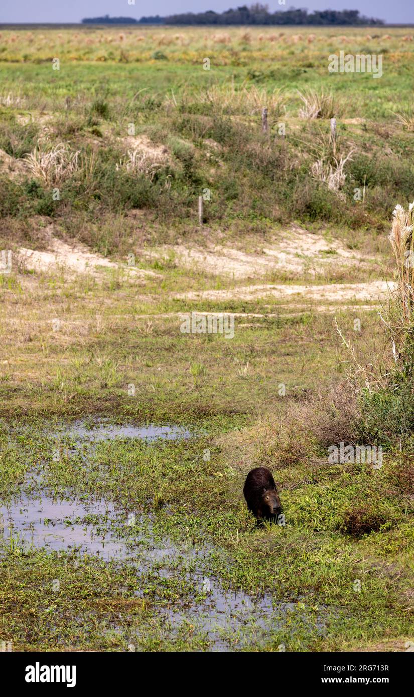Observing a capybara in its natural habitat, the Esteros del Ibera, a ...