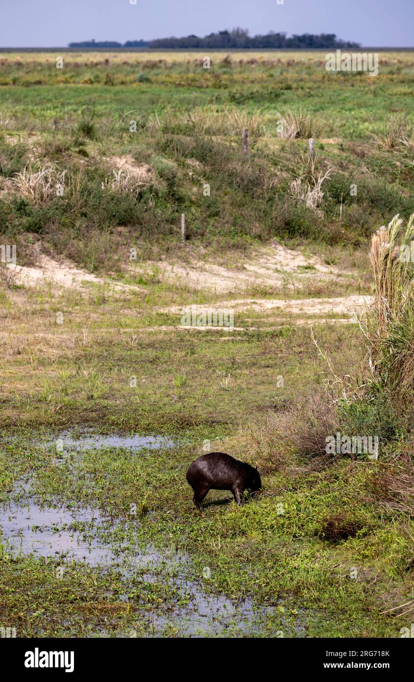 Observing a capybara in its natural habitat, the Esteros del Ibera, a ...