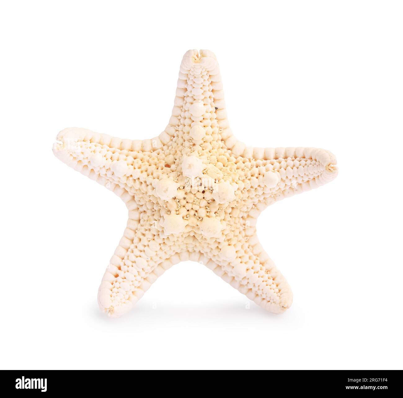 Beautiful sea star (starfish) isolated on white Stock Photo - Alamy