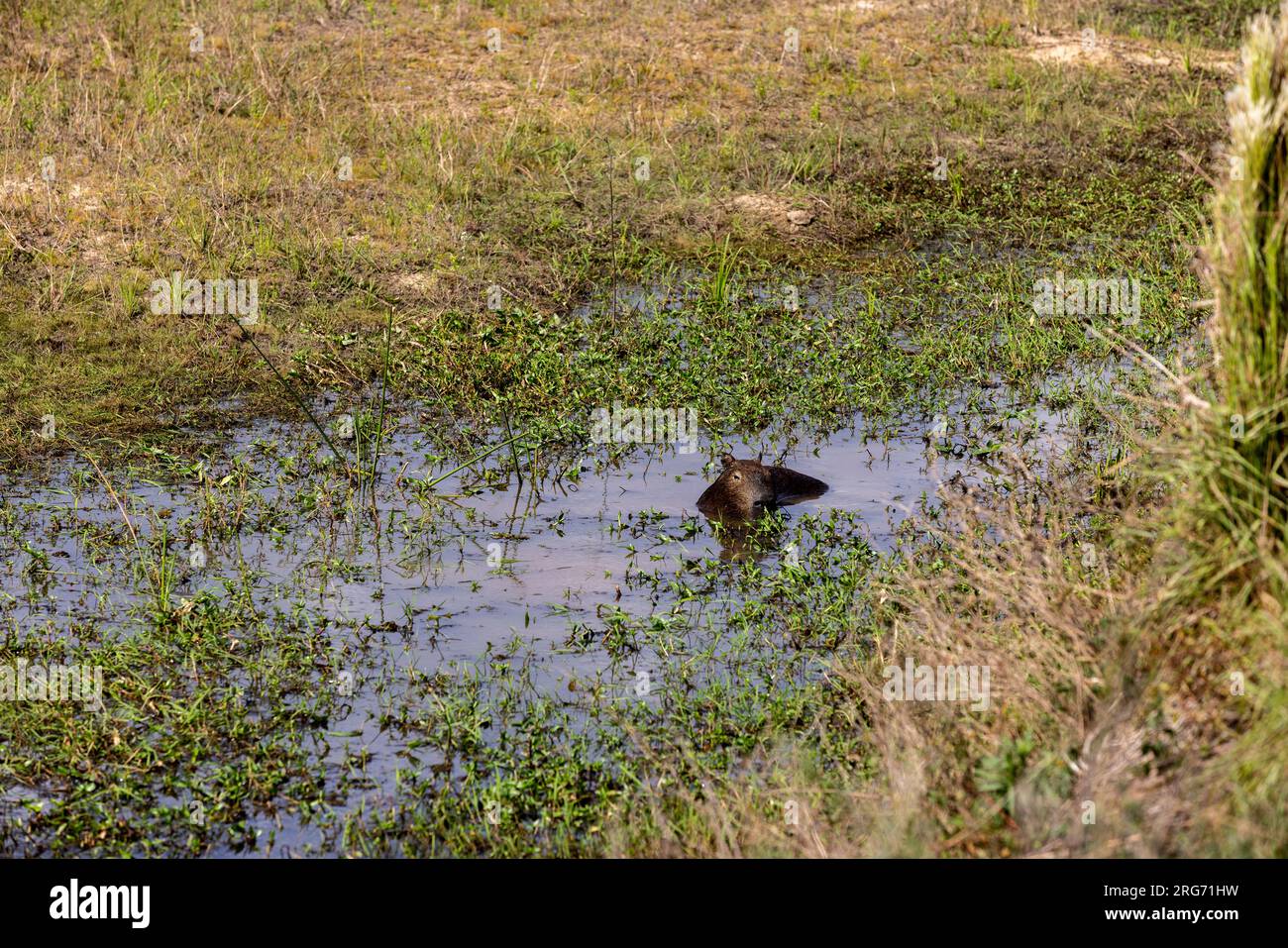 Observing a capybara in its natural habitat, the Esteros del Ibera, a ...