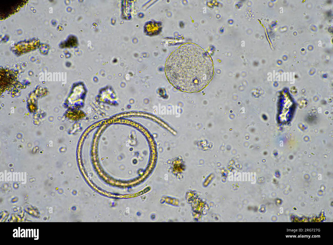 living soil life in a soil sample under the microscope in a lab Stock ...
