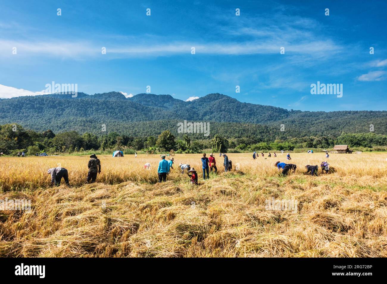 Farmers harvest rice by the traditional approach, reaping the rice ...