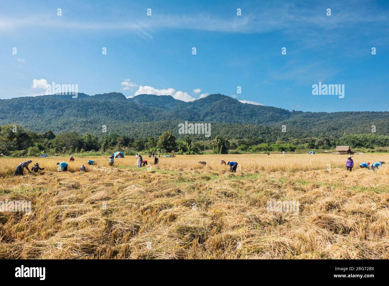 Farmers harvest rice by the traditional approach, reaping the rice ...