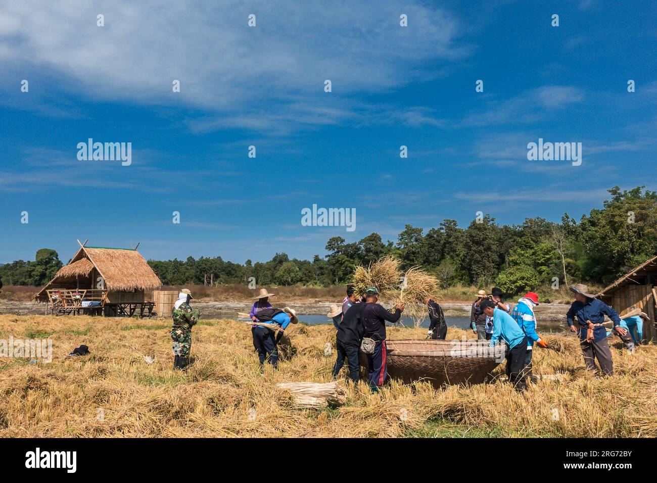 Farmers harvest rice by the traditional approach, reaping the rice ...