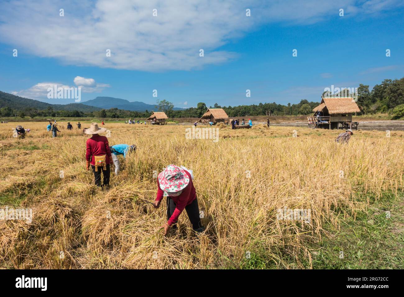 Farmers harvest rice by the traditional approach, reaping the rice ...